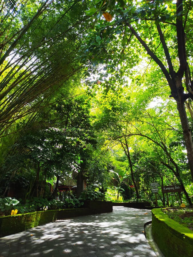 Natural view at the zoo editorial stock photo. Image of woodland ...