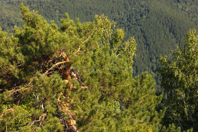 Natural Views from a Height. Beautiful Panoramic Landscape from a High ...