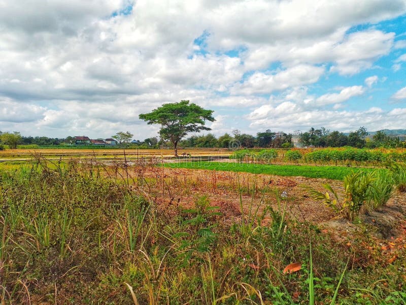 Natural Views of Rice Fields, Hills, Trees and Bright Skies during the ...