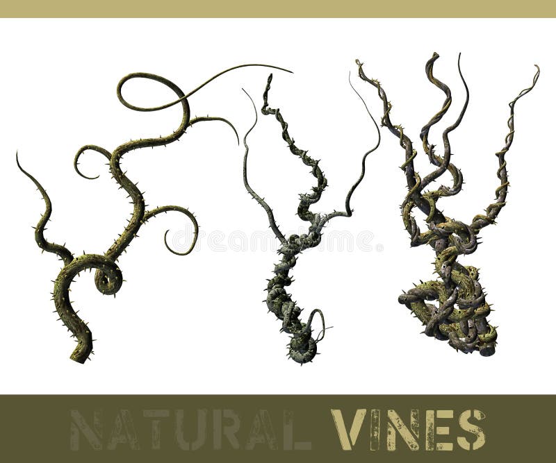 Natural vines stock illustration. Illustration of natural - 15604498