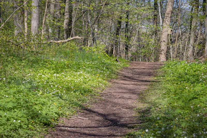 Natural Walking Path in the Swedish Forest Stock Photo - Image of hike ...