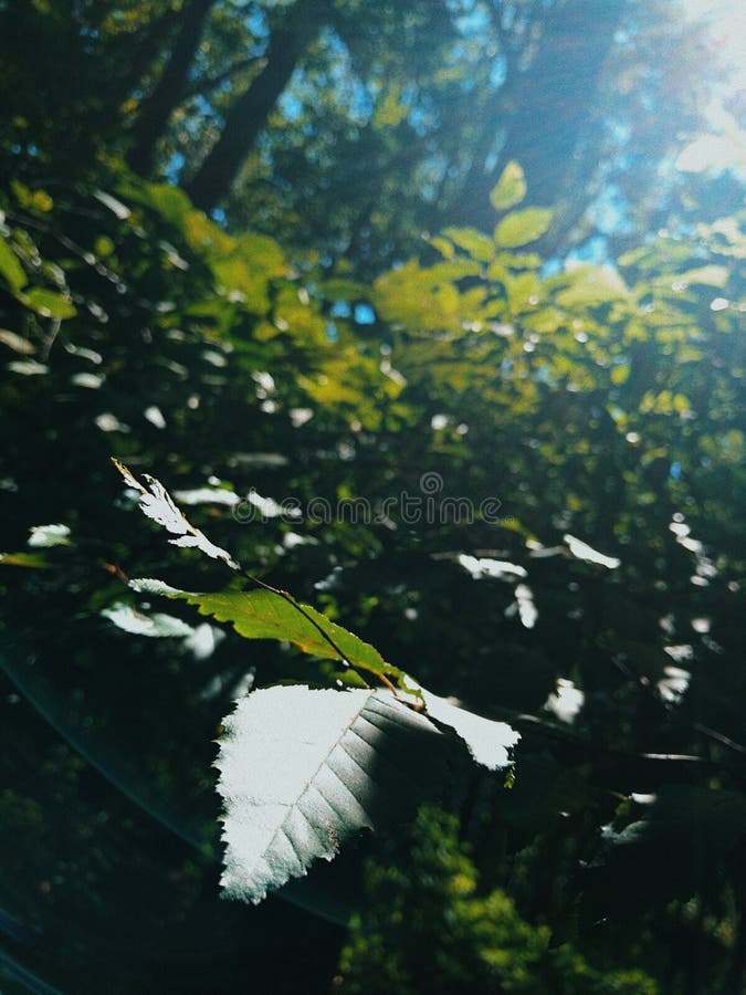 TyQuarius Pittman (Coolbrojoee) - Contributor Profile on Dreamstime