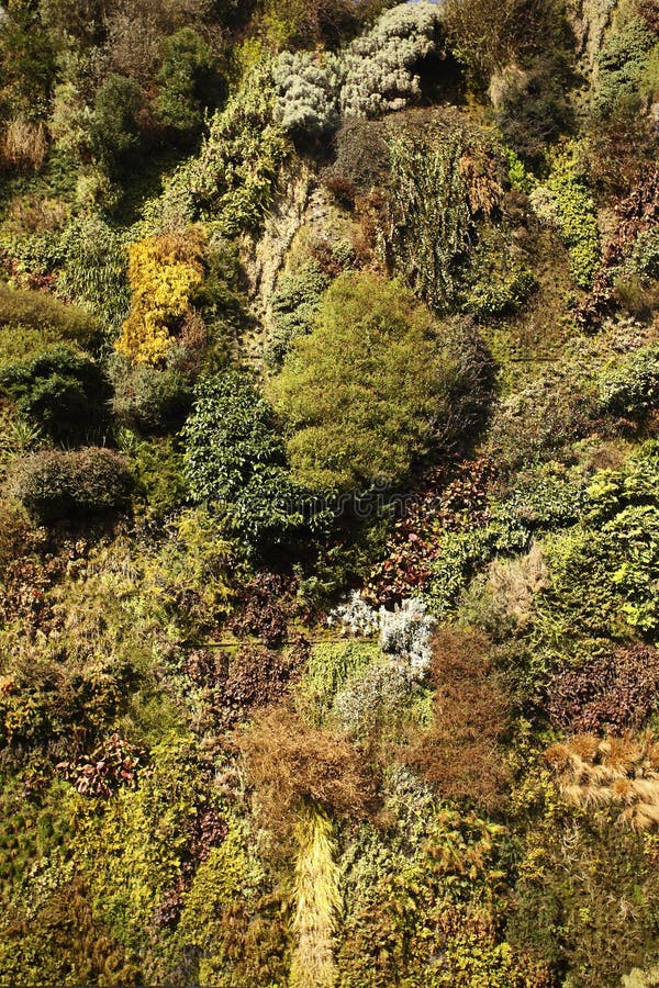 Natural wall stock image. Image of natural, growth, herb - 18482513