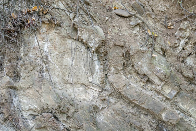 Natural Wall Texture with Soil, Stones and Tree Roots Closeup ...