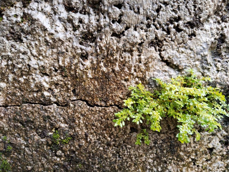 Natural Walls Overgrown with Moss Stock Image - Image of beautiful ...