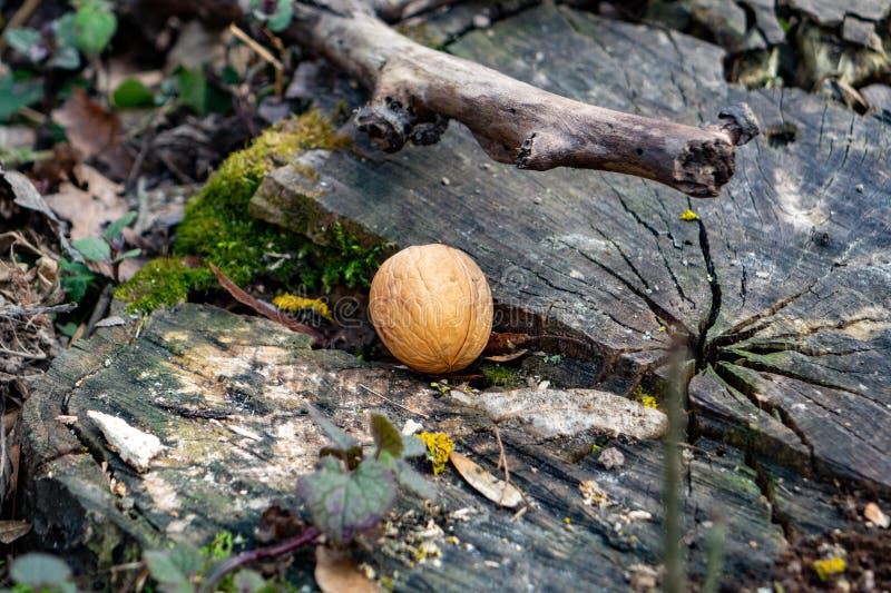 Natural Walnut Resting on an Old Tree Stump in the Forest Stock Photo ...
