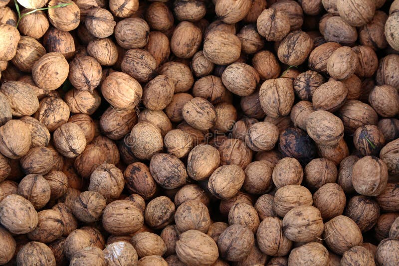 Natural Walnut in Shell Background Pattern Texture Stock Photo - Image ...