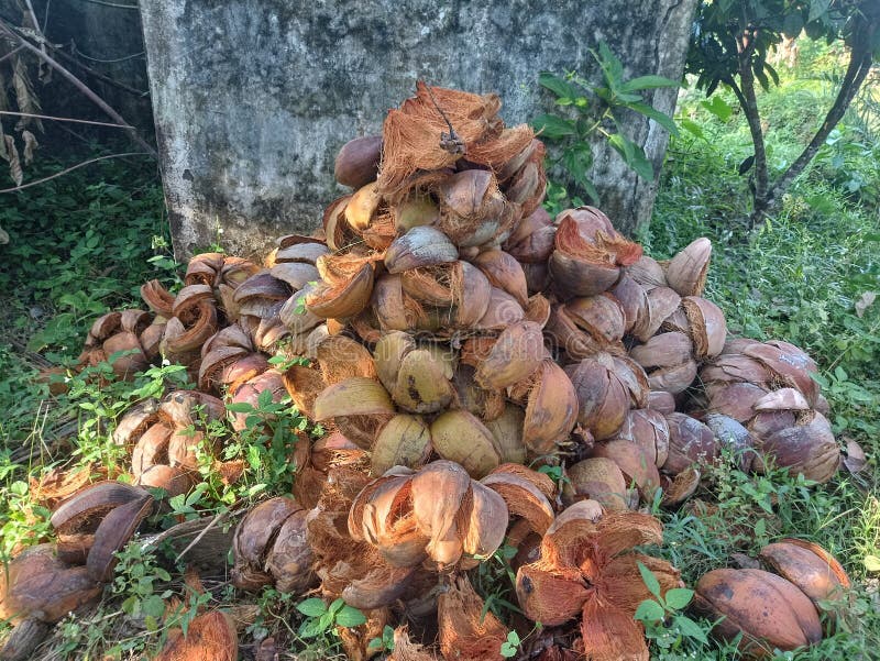 Natural Waste from Coconut Shells with the Latin Name Cocos Nucifera ...