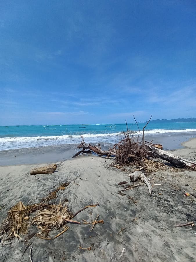 Natural Waste on the Edgeof the Sea in the Form of the Dead Tree Stock ...
