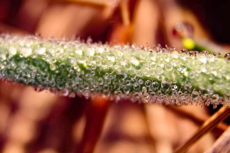 The natural water drop stock photo. Image of nature - 211007654