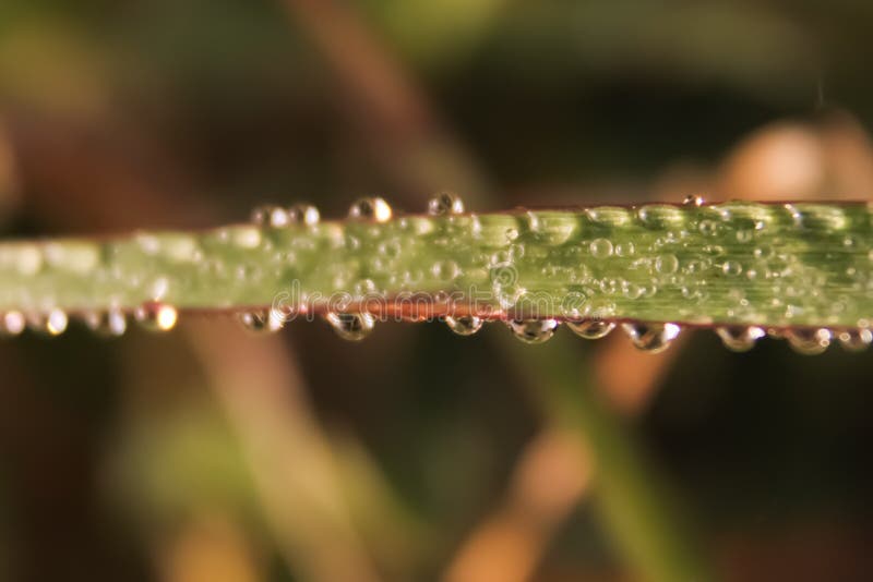 The natural water drop stock image. Image of leaf, environmental ...