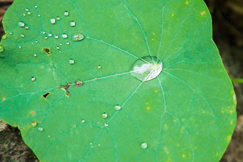 Natural Water Drop. stock image. Image of water, drop - 85255677