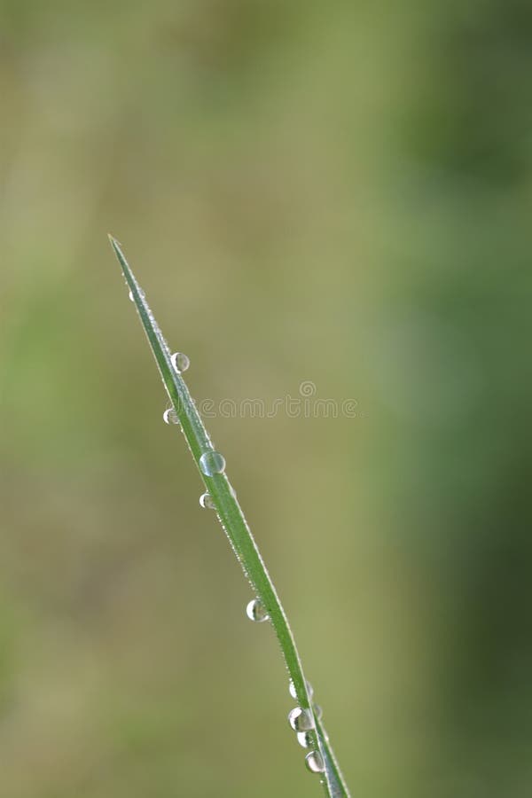Natural Water Drop in the Forest Stock Photo - Image of flower, plant ...