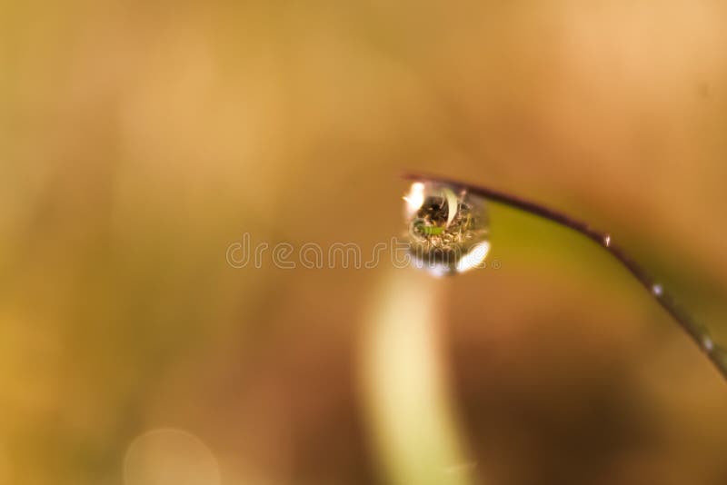 The natural water drop stock photo. Image of glass, flower - 211007640