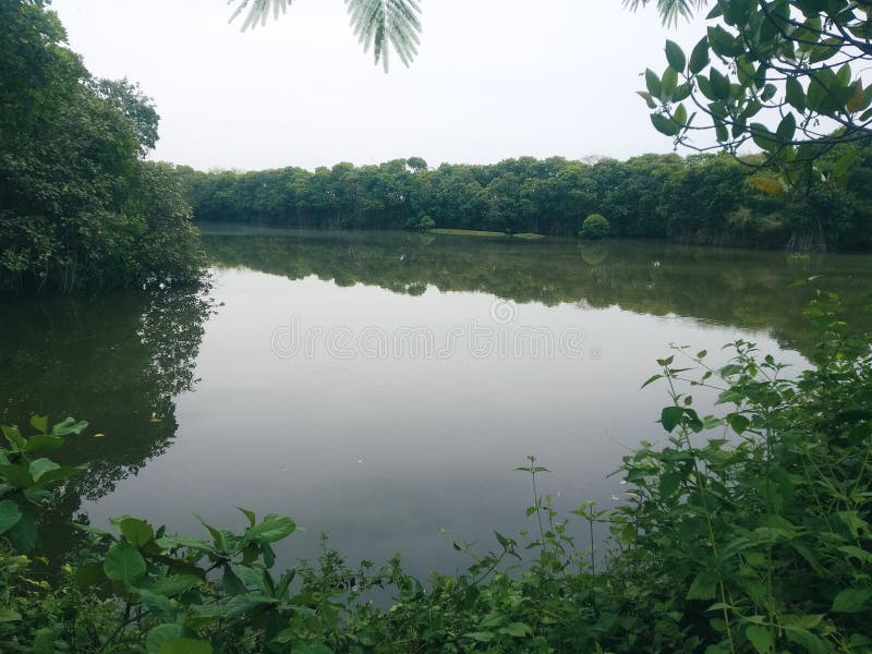 Natural Water , Green Tree and Sky Stock Image - Image of pond, wetland ...