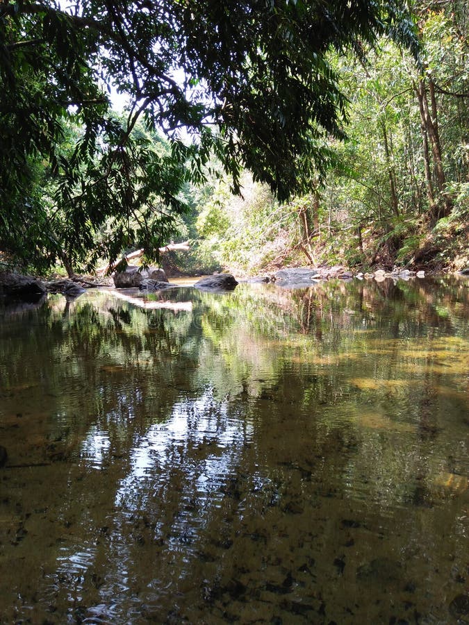 Natural Water Pool in Forest Stock Photo - Image of water, forest ...