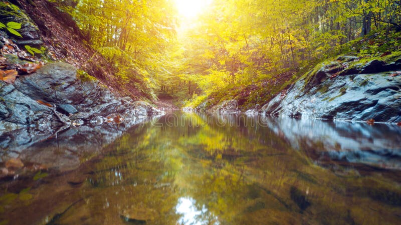 Natural Water Stream in Forest in Autumn Season Stock Photo - Image of ...