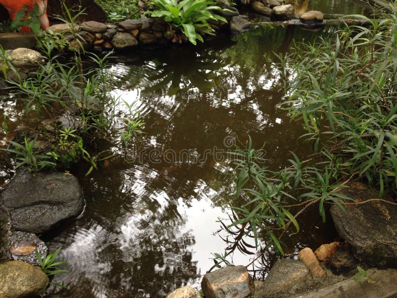 Little pool stock photo. Image of landscape, pool, plant - 102793804