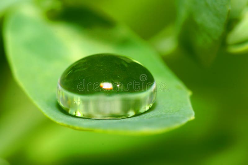 Natural waterdrop stock photo. Image of rain, green, drop - 5988522