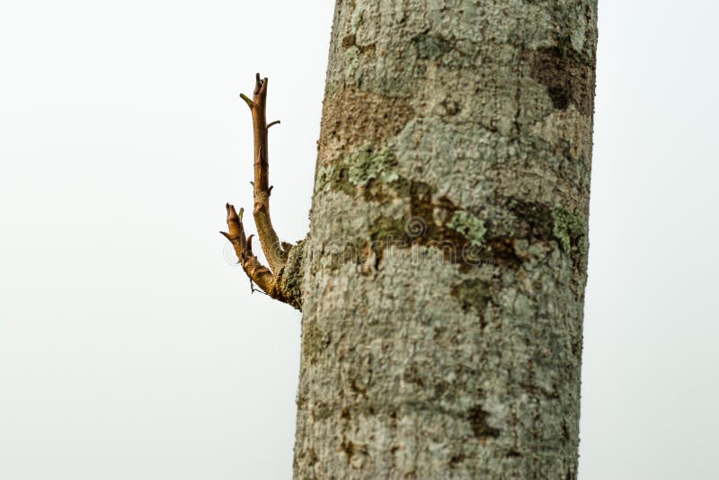 Tree Plantation that is a Tree Form Tree Stock Image - Image of germany ...