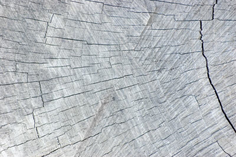 Natural Weathered Grey Tree Stump Cut Texture, Large Detailed ...