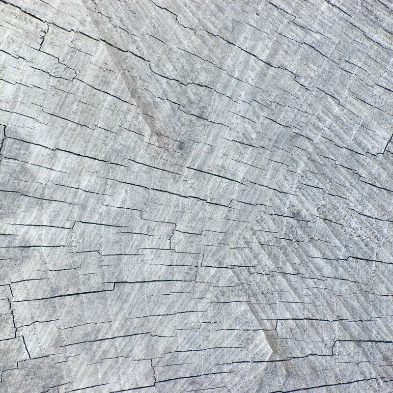 Natural Weathered Grey Tree Stump Cut Texture, Large Detailed Textured ...