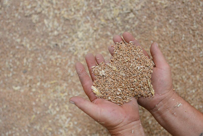 Natural wheat grains stock image. Image of hand, ecology - 46142989