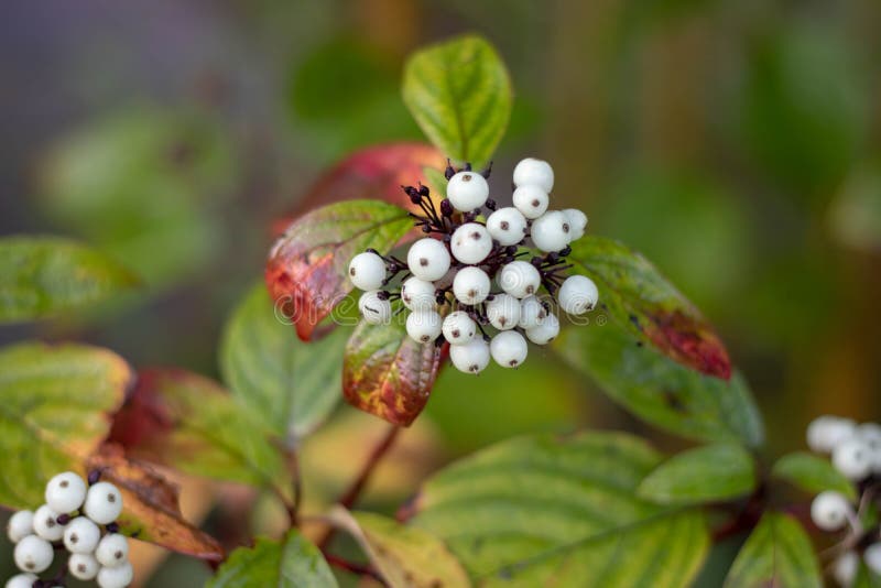 Natural White Berries on a Green Bush. Branch with Withe Berries in the ...