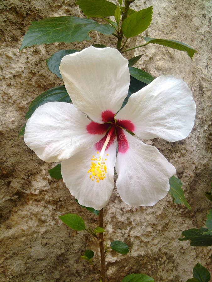 Flower Cayenne stock image. Image of white, cayenne - 105285387