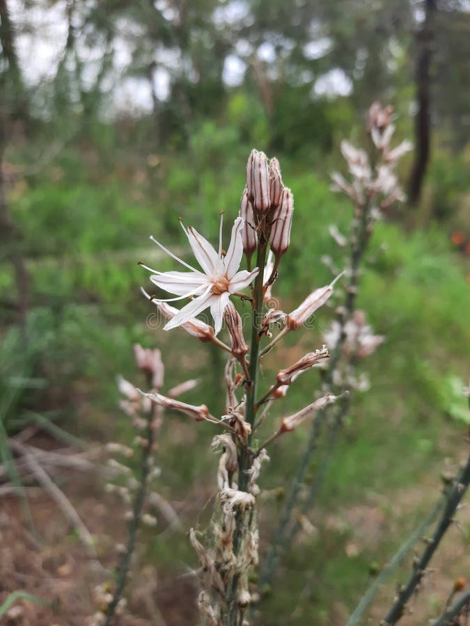 White weed flower stock image. Image of nature, branch - 274059837
