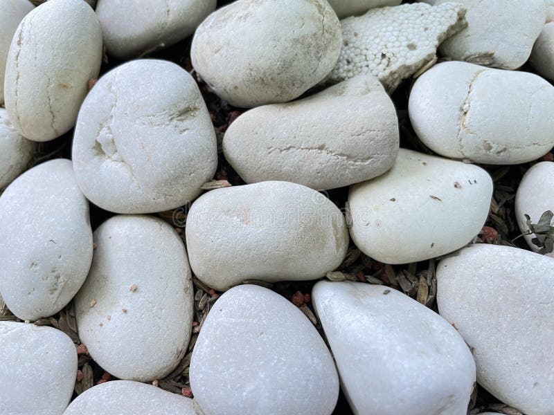 Natural white coral stone stock image. Image of natural - 373258093