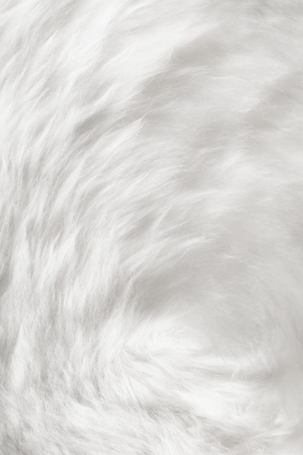 Natural White Fur Background Stock Image - Image of animal, dense: 67316821