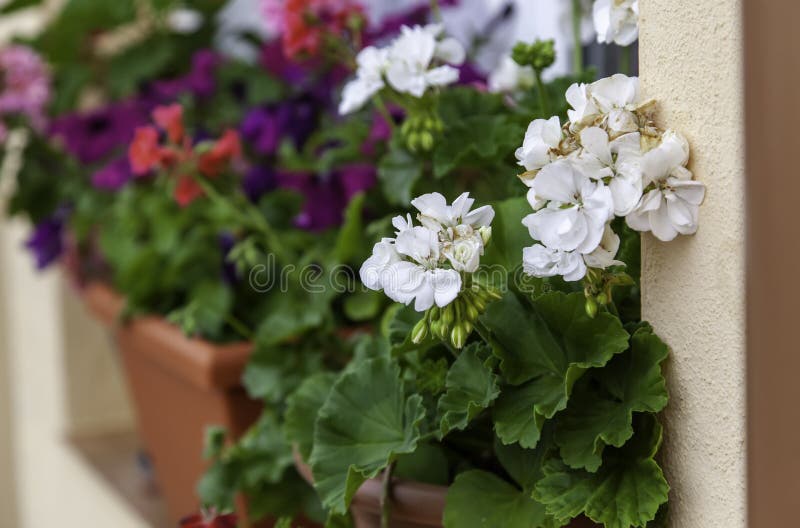 Natural white geraniums stock photo. Image of greenery - 221743252