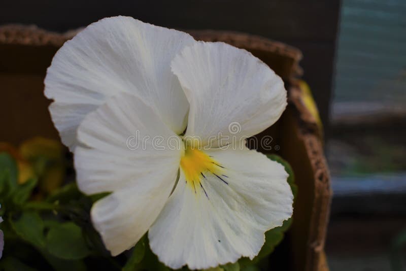 Natural White Pansy in the Garden Stock Image - Image of bright, dioica ...