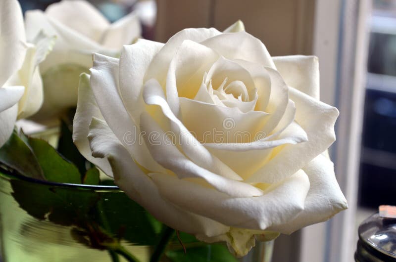 Natural White Rose Flower Blossom Stock Photo - Image of bright, close ...