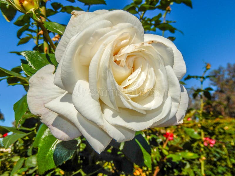 Natural White Rose Flower Close Up Stock Photo - Image of flower ...