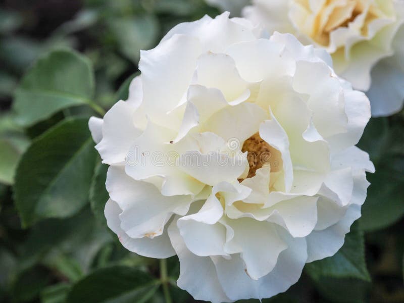 Natural White Rose Flower Close Up Stock Photo - Image of aromatherapy ...