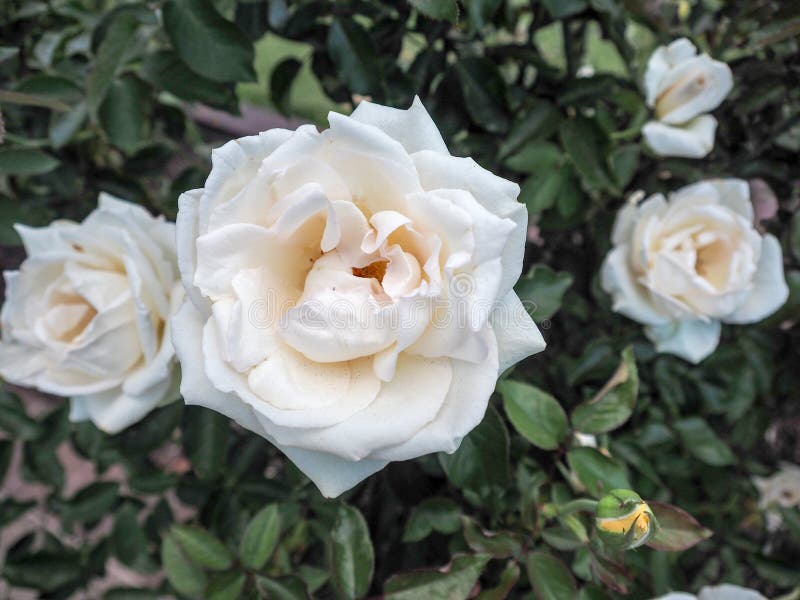 Natural White Rose Flower Close Up Stock Photo - Image of fresh ...