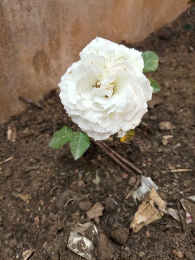 Natural White Rose Flower on Tree at Garden Stock Image - Image of ...