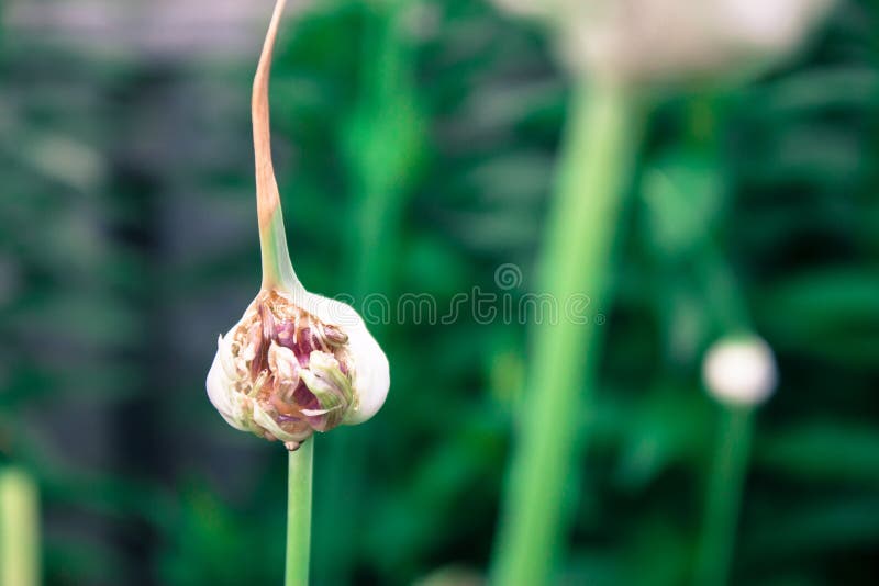 Natural Wild Garlic Growing. Stock Image - Image of proud, nostalgic ...