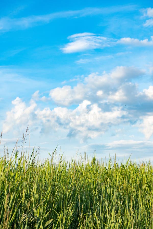 Natural Wild Green Grass and Blue Sky with Clouds Stock Image - Image ...