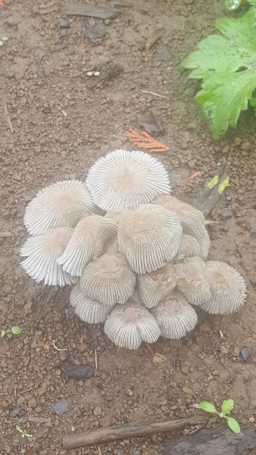 Natural Wild mushrooms editorial image. Image of wild - 159867455