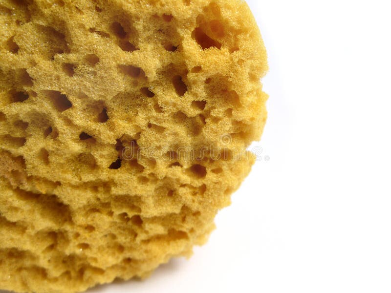 Natural wild honeycomb stock image. Image of cell, honeycomb - 145941365