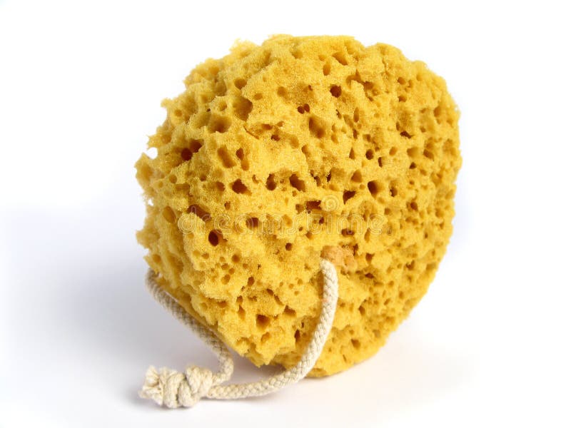 Natural Wild Bee Hive Full of Honey Stock Photo - Image of apis, wild ...