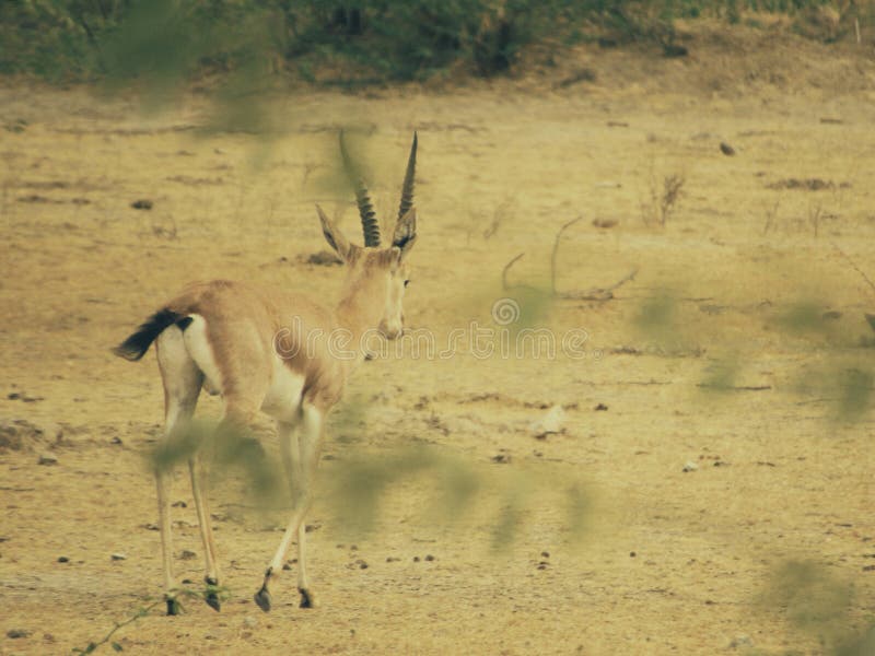 Natural Wildlife stock photo. Image of beautiful, forest - 90748854