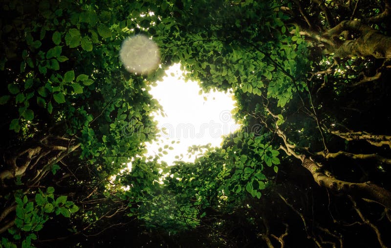 Natural Window Shaped by Trees and Green Leaves. Pergola Stock Image ...