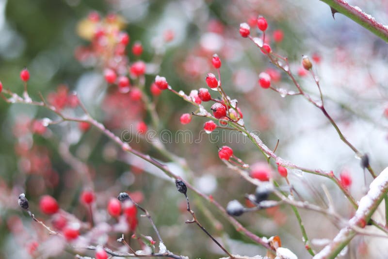 Natural Winter Background, Red Berries in the Snow Stock Image - Image ...