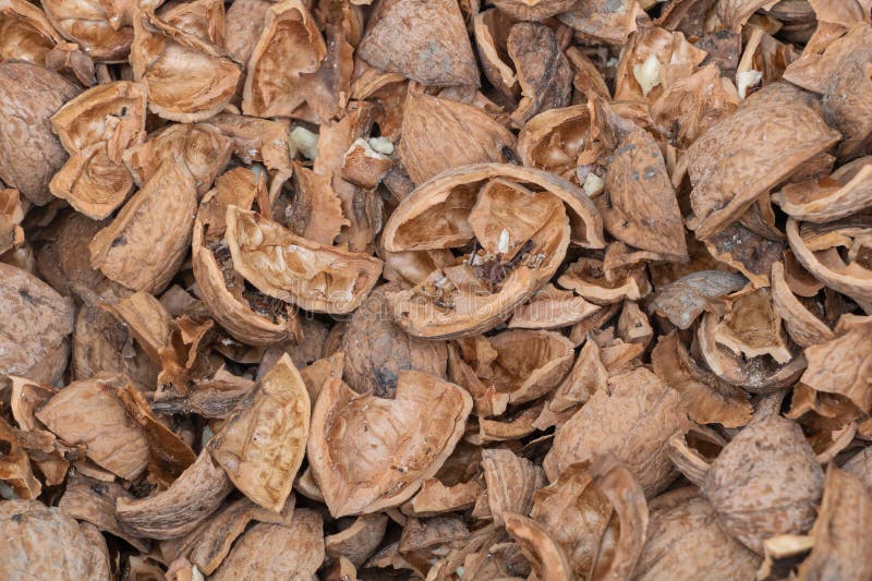 The Natural Wonder of Walnut Shells: a Closer Look Stock Image - Image ...