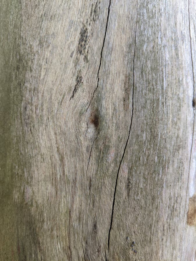 Natural Wood Grain Tree Background Stock Photo - Image of background ...