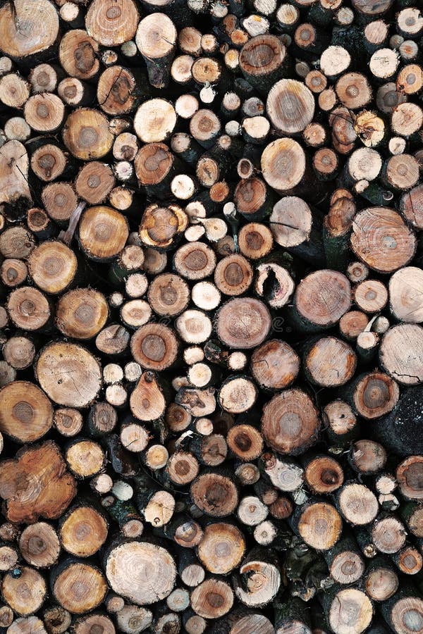 Natural Wood Logs Arranged in a Unique Pattern Showcasing Tree Rings in ...